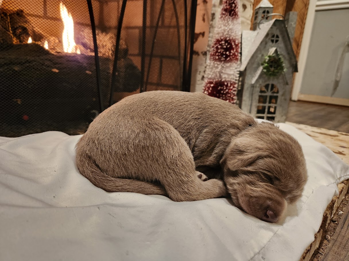 Gallery – Shade Tree Labradors