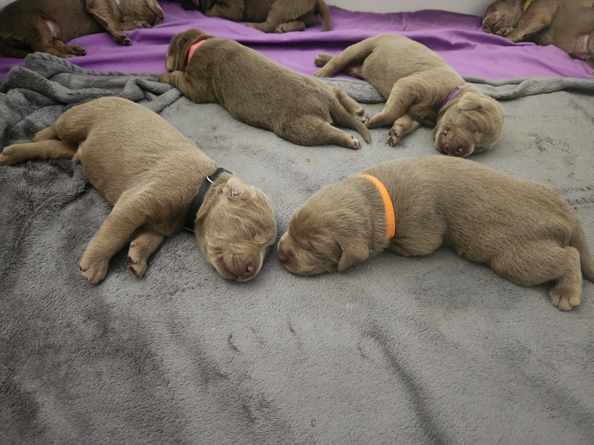 Gallery – Shade Tree Labradors