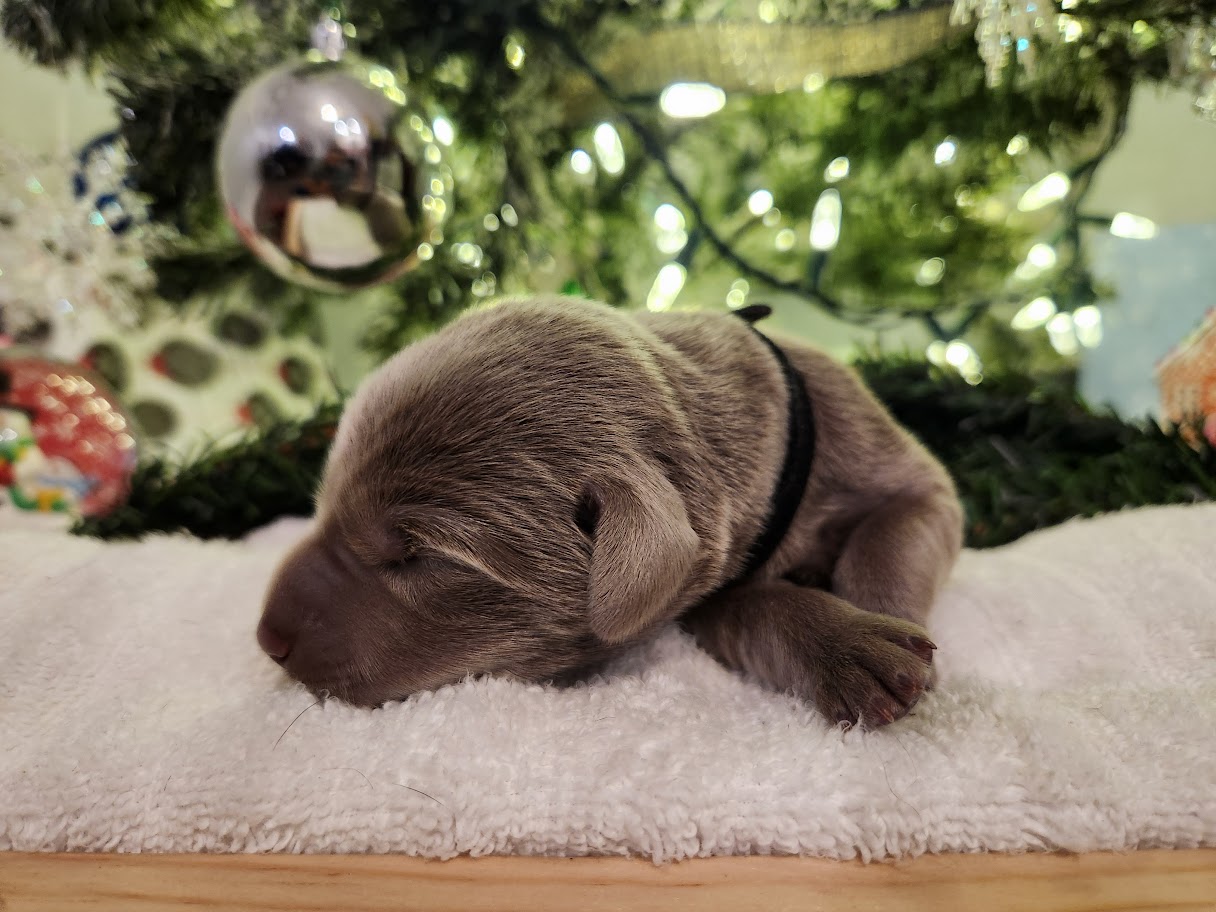 Gallery – Shade Tree Labradors