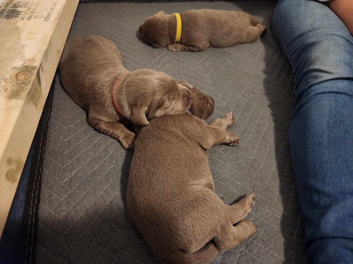 Gallery – Shade Tree Labradors