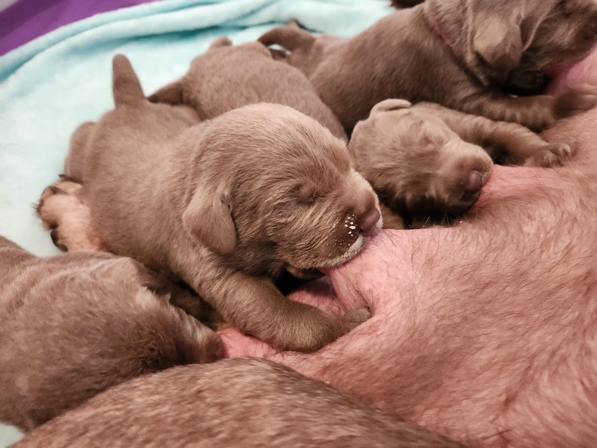Gallery – Shade Tree Labradors