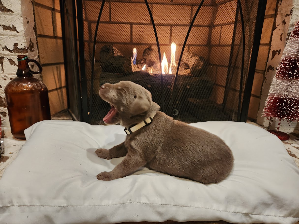 Gallery – Shade Tree Labradors