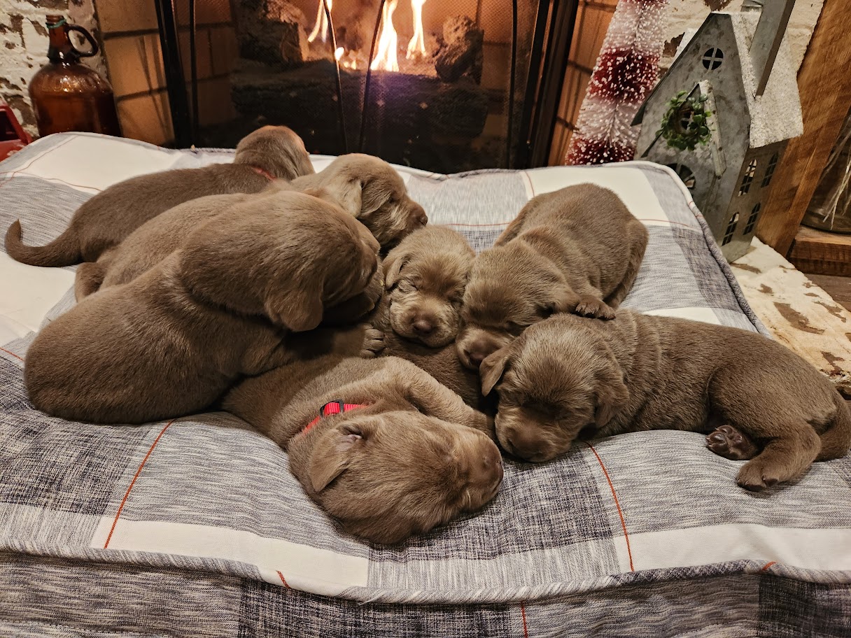 Gallery – Shade Tree Labradors