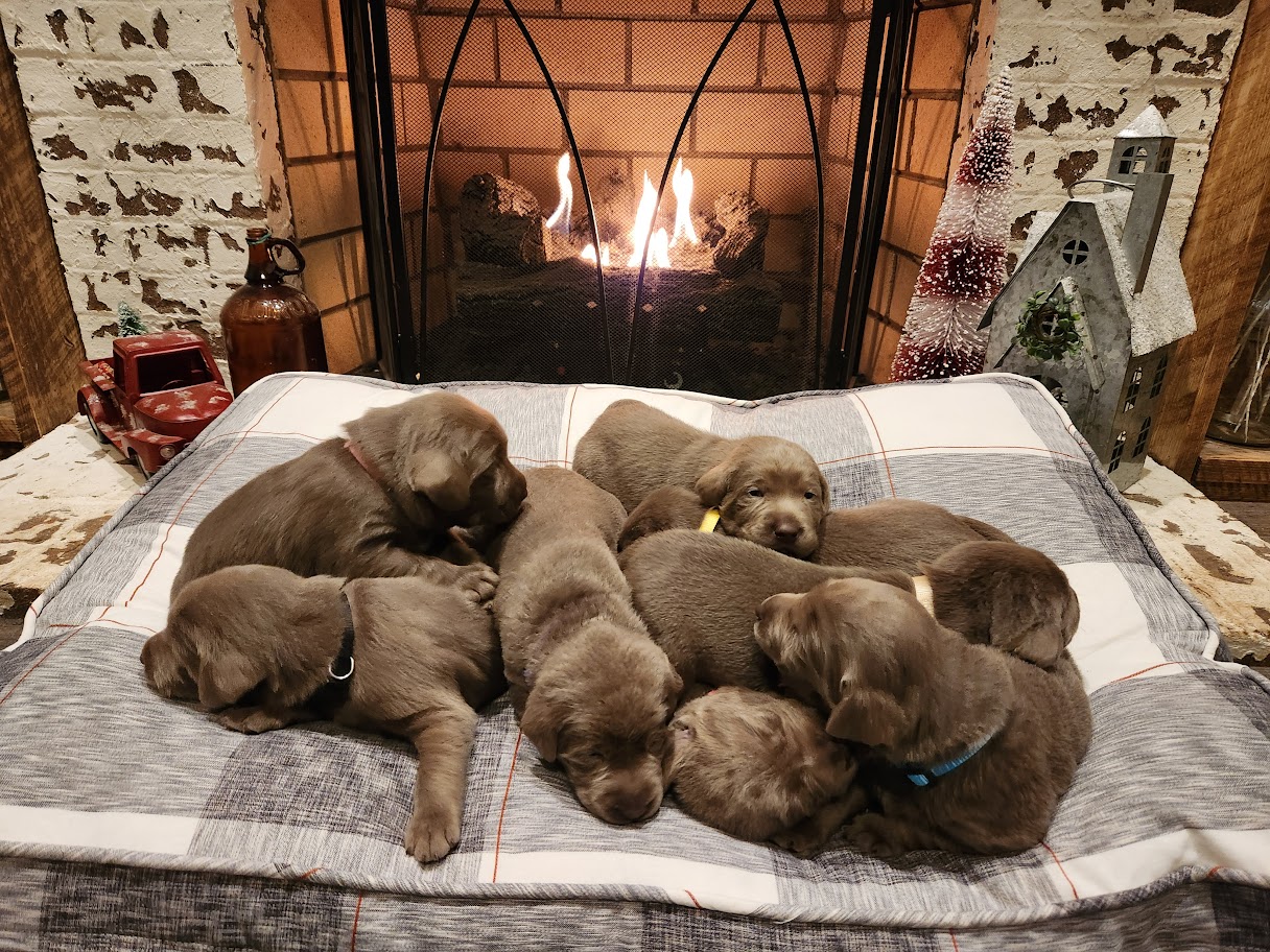 Gallery – Shade Tree Labradors